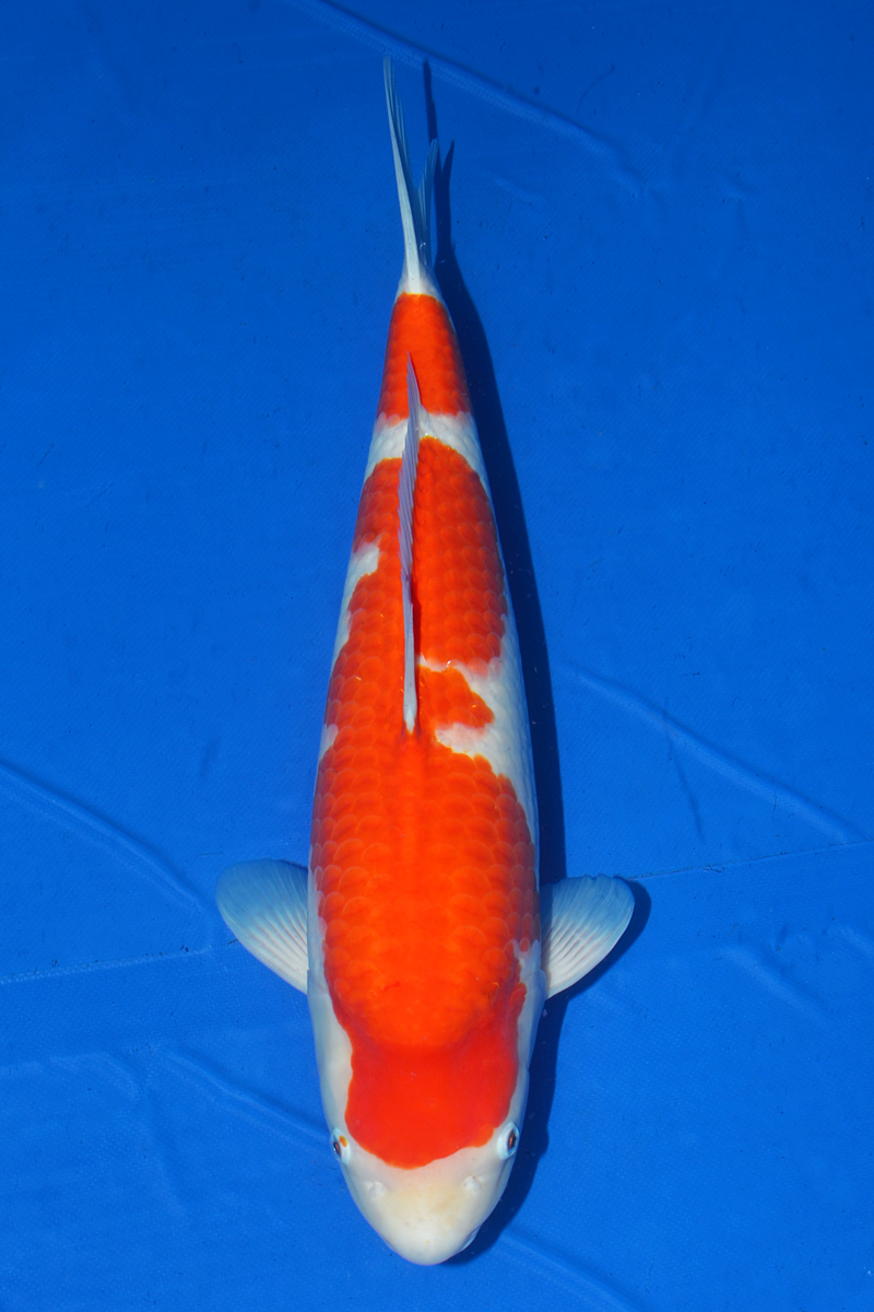 Junior Grand Champion | Washington Koi & Water Garden Society